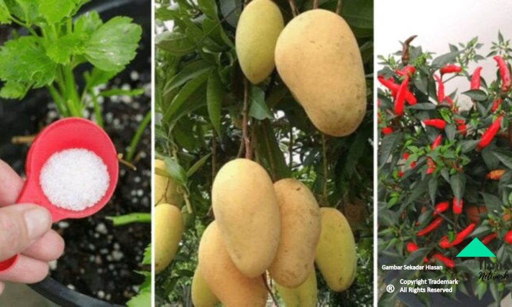 Tip Guna Garam Untuk Pokok Hasilkan Buah Yang Manis Dan Lebat, Juga ...