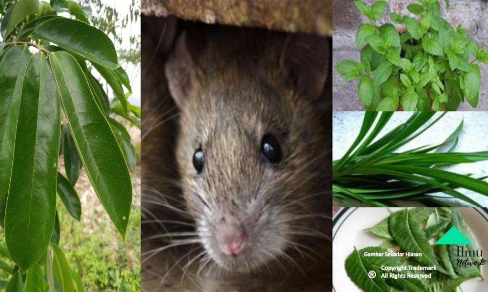 Cara Alami Untuk Menghalau Tikus Dan Keturunannya Dari Rumah Dengan ...