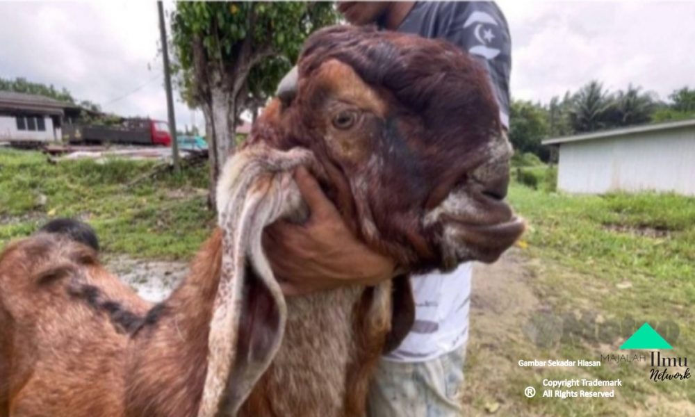 Kambing Baka Jamlo, Uger Lebih Mahal, Mempunyai Nilai Semula Berprofil ...