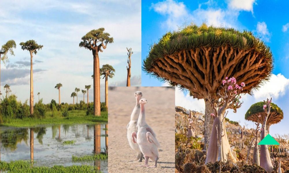 Pulau Socotra merupakan sebuah pulau aneh yang dipenuhi dengan flora ...