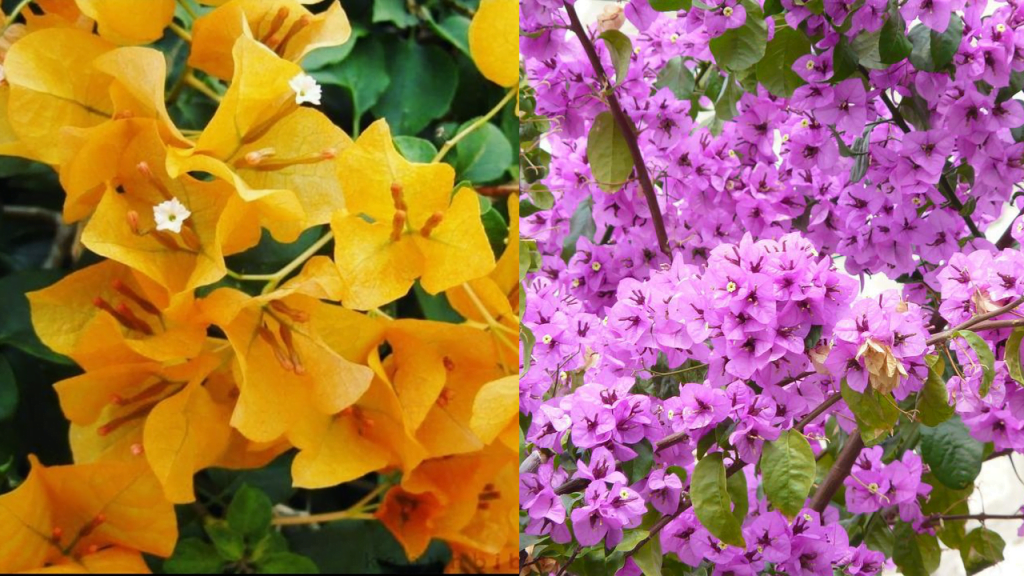 6 Tips Mudah Tanam Bunga Kertas Supaya Merimbun & Lebat Di Rumah