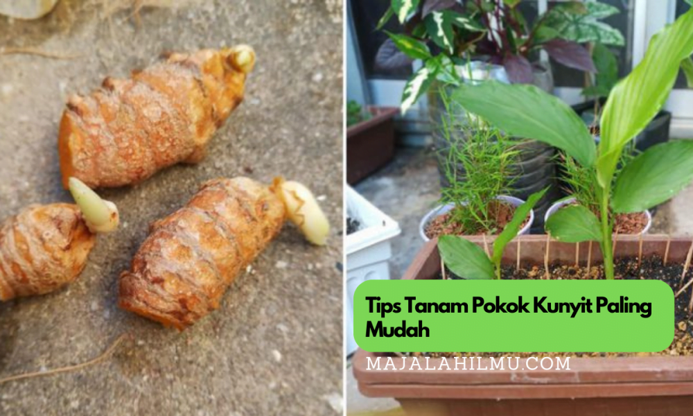 Tips Tanam Pokok Kunyit Paling Mudah. Beli Kunyit Hidup, Biar Bertunas ...
