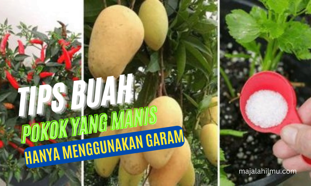 Tips Hasil Pokok Buah Yang Manis Dan Cili Lebih Pedas Hanya Menggunakan ...