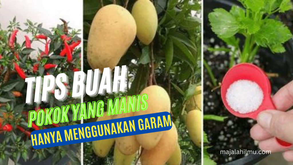 Tips Hasil Pokok Buah Yang Manis Dan Cili Lebih Pedas Hanya Menggunakan ...