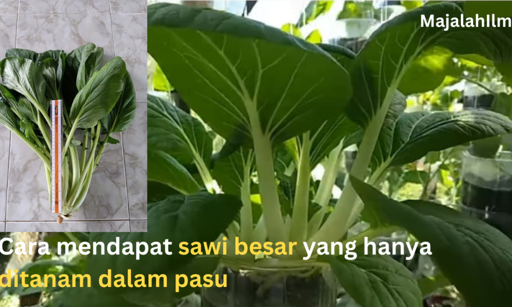 Tanam Sawi dalam Pasu: 7 rahsia untuk Hasil sawi yang Besar - Majalah Ilmu