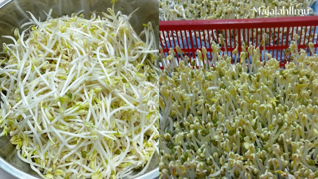 Cara Menanam Tauge Sendiri di Rumah: Mudah dan Cepat, Hasil Boleh ...